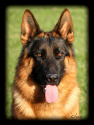 So Cal German Shepherds - Available Puppies